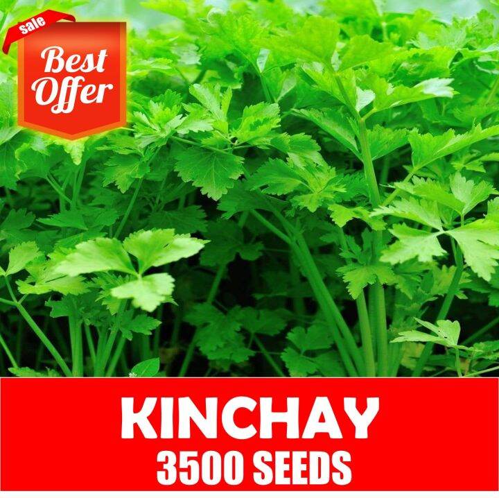 Kinchay - Herbs Seeds | Lazada PH