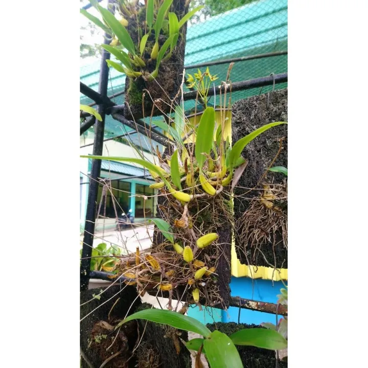 Fern Slab for hanging plants for orchids | Lazada PH