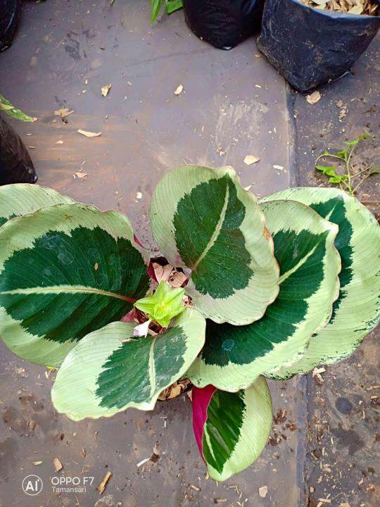 tanaman hias pot calathea marion | Lazada Indonesia