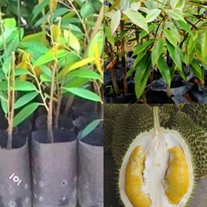 Anak Pokok Durian Ioi (D168) (Kahwin) | Lazada