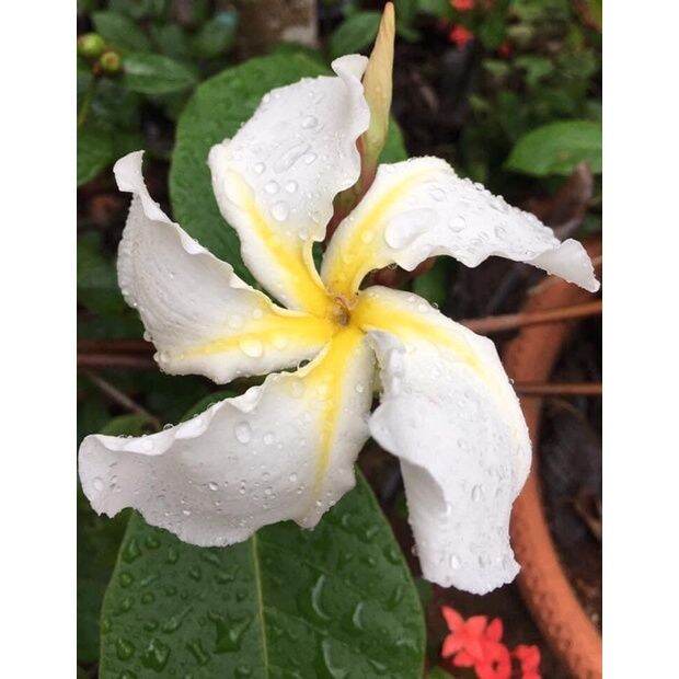 Pokok Bunga Frangipani vine Real Plant hotselling indoor outdoor exotic ...