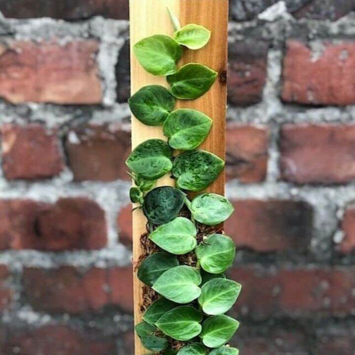 5 tanaman hias hidup tanaman merambat pohon dolar daun besar | Lazada ...