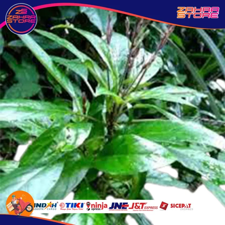 Daun Reundeu 1Kg Lalapan Khas Sunda Jawabarat Lalap Rende | Lazada ...