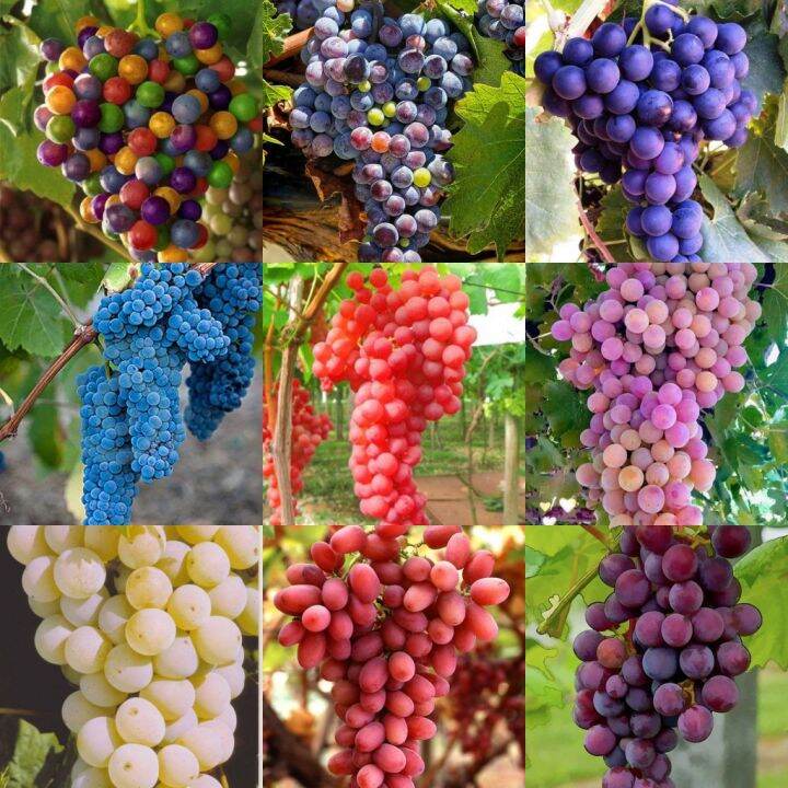 Rainbow Grapes Tree