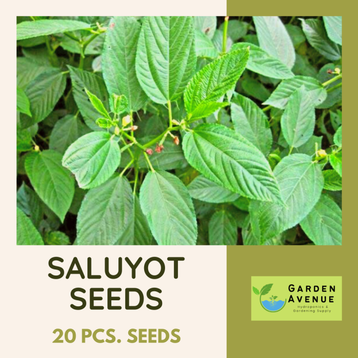 Saluyot Seeds | Lazada PH
