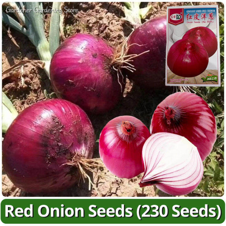 High Yield Red Onion Seeds for Planting Vegetable Plants (230 Seed ...