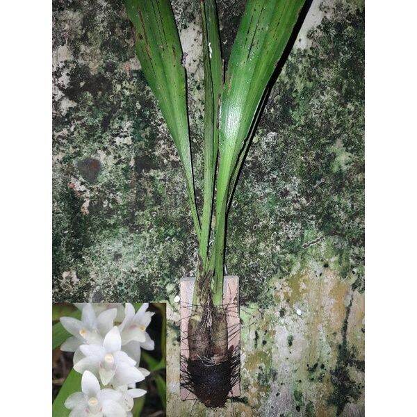 Anggrek Eria Hyacinthoides sama papan kayu tinggal cantolin aja ...