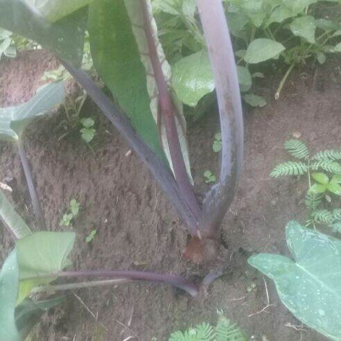 bibit talas lompong hitam atau talas wulung per tangkai siap tanam ...