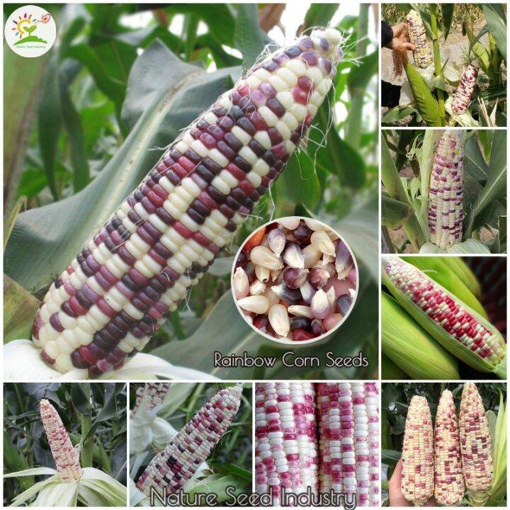 Rainbow Corn Seeds Hybrid Super Sweet Waxy Corn Vegetables Seeds for ...