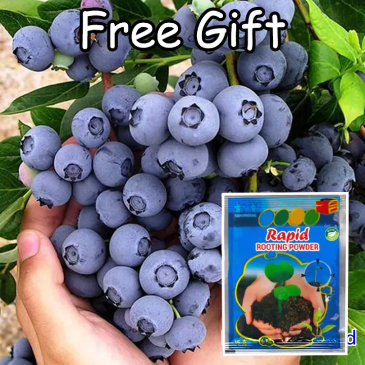 Blueberry Seed（30 Pcs）Nutritious Delicious Bonsai Tree Seeds for ...