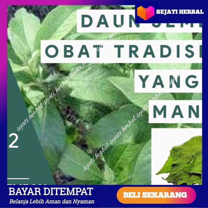 Daun sembung segar tanaman herbal Daun sembung obat Daun sembung pil ...