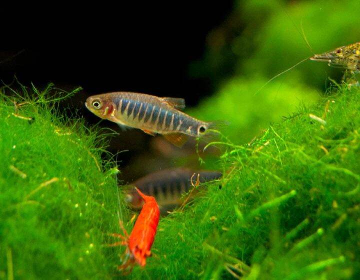 【Su's Aquatic】EMERALD DWARF RASBORA / ZEBRA RASBORA - 蓝带斑马 | Lazada