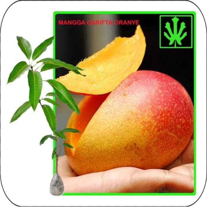 Bibit Buah Mangga Garifta Oranye Pohon Mangga Hasil Sambung Indukan ...