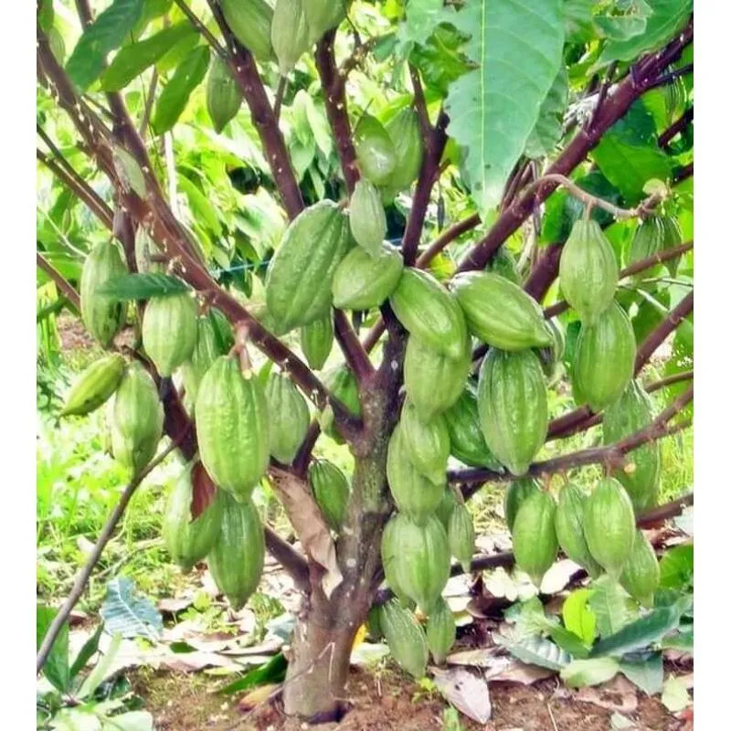 Pohon Coklat