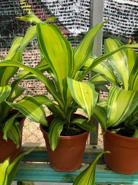 MM- Dracaena Golden Sea Indoor Live Plant / Pokok Besi | Lazada