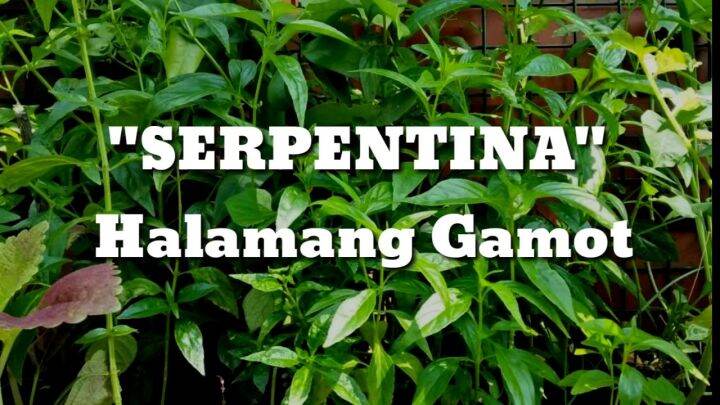 (LUZON CUSTOMERS ONLY) Serpentina Medicinal Herb/Plant Live with roots ...