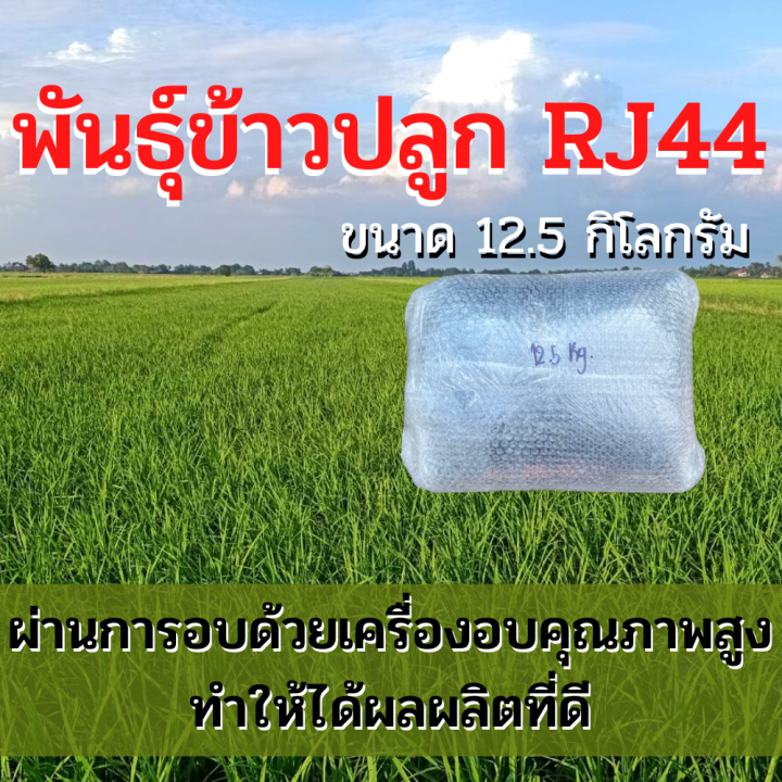 NEW!! ข้าวปลูก RJ44 พันธุ์ข้าวปลูก RJ44 ชนะเลิศประกวดข้าวพันธุ์ใหม่ ...