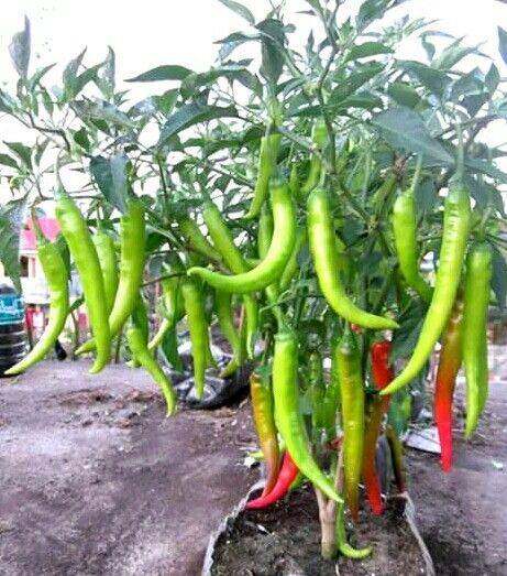 SILI PANIGANG / Siling Haba / Hot Pepper Green / Bicol Express Chili Seeds -50 to 100 seeds ...