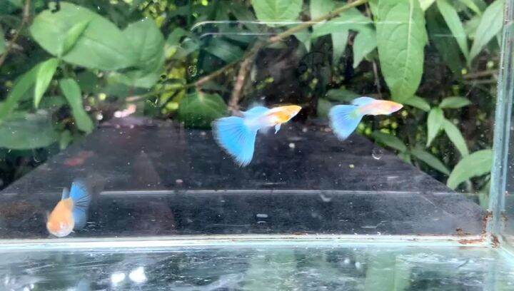 Ikan Gapi Albino Sky Blue High Grade strain 1pair | Lazada