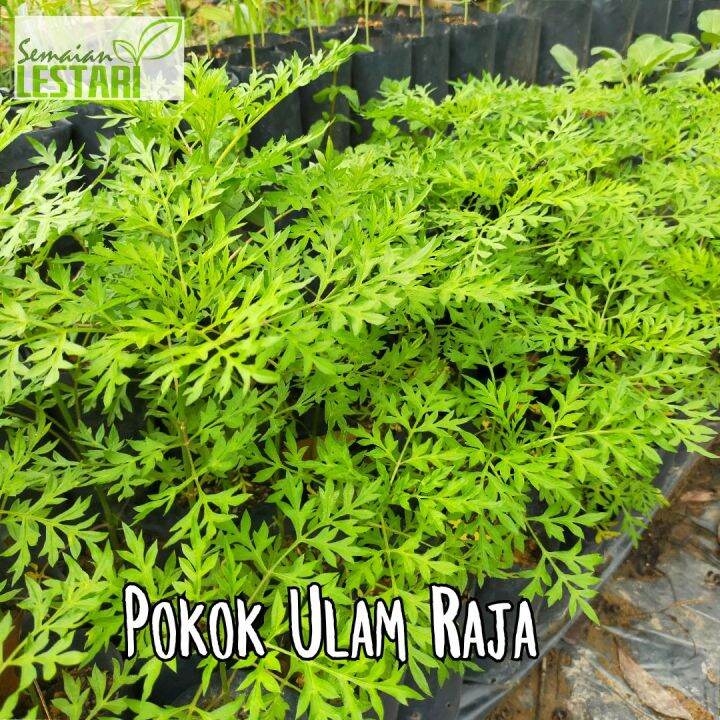 Anak Pokok Ulam Raja | Lazada