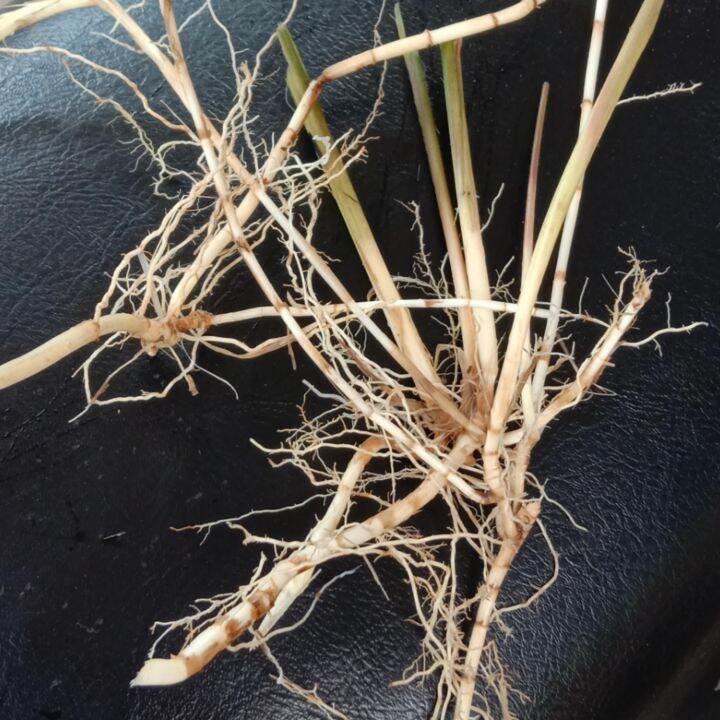 50 GRAM LEBIH AKAR LALANG | Lazada