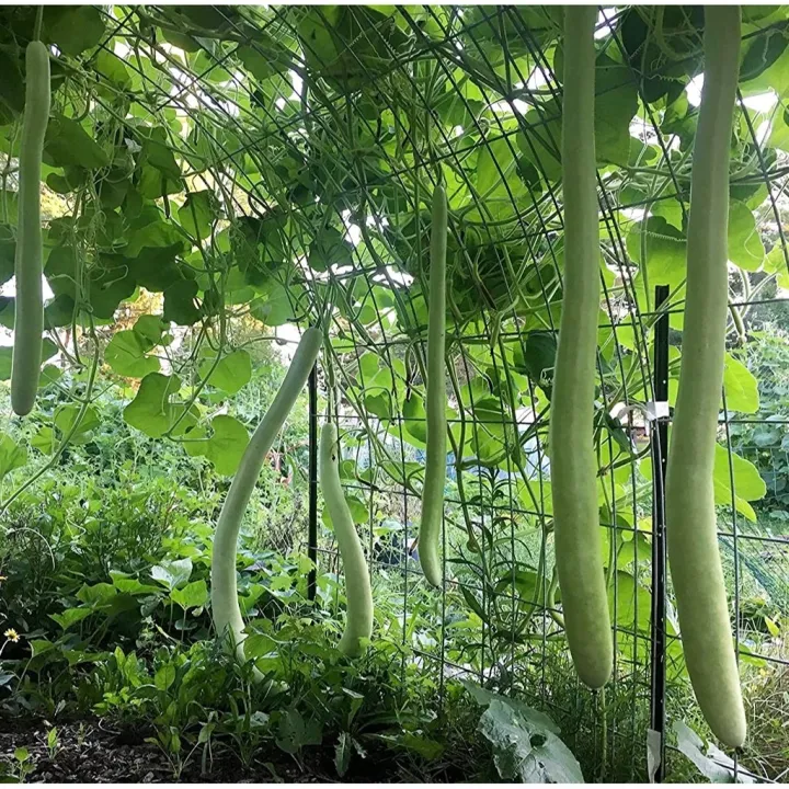 เมล็ดพันธุ์ น้ำเต้ายาว คูกุซซี่ (Cucuzzi Gourd Seed) บรรจุ 10 เมล็ด ...