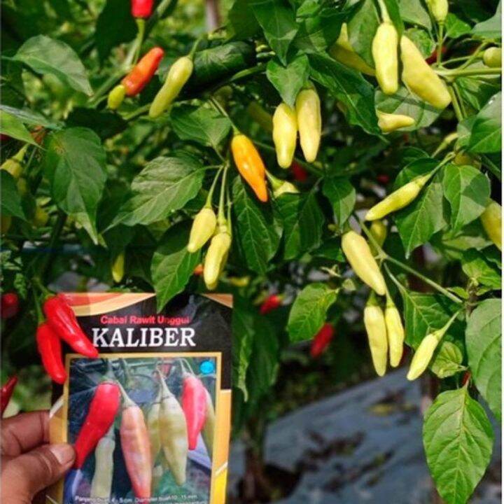 Benih Cabe Rawit Setan Kaliber Original WIJITANI Kemasan Repack ...