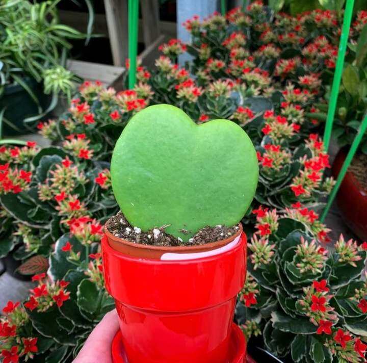 Hoya Keri "Heart Plant"(Pure Green) with FREE white plastic pot ...