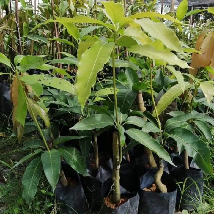 Pokok Mangga Harumanis | Lazada