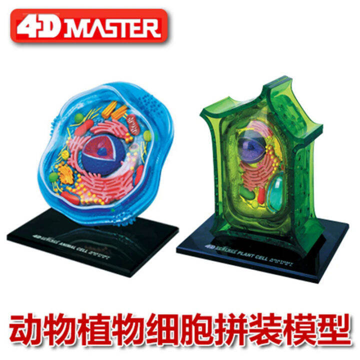Cell Model 4D Master Assembly Toy Animal Plant Cell Organ Anatomical ...