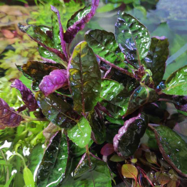 Plants Aquarium Hemigraphis colorata plant Aquatic plants Ready Stock ...