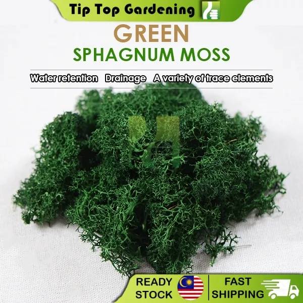 TIPTOP 600g Green Sphagnum Moss Orchid Plant Media Lumut Kering DIY ...
