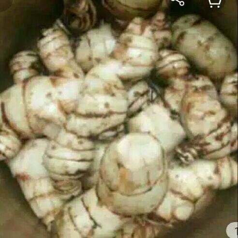 umbi ganyong atau ganyol 500 grm | Lazada Indonesia