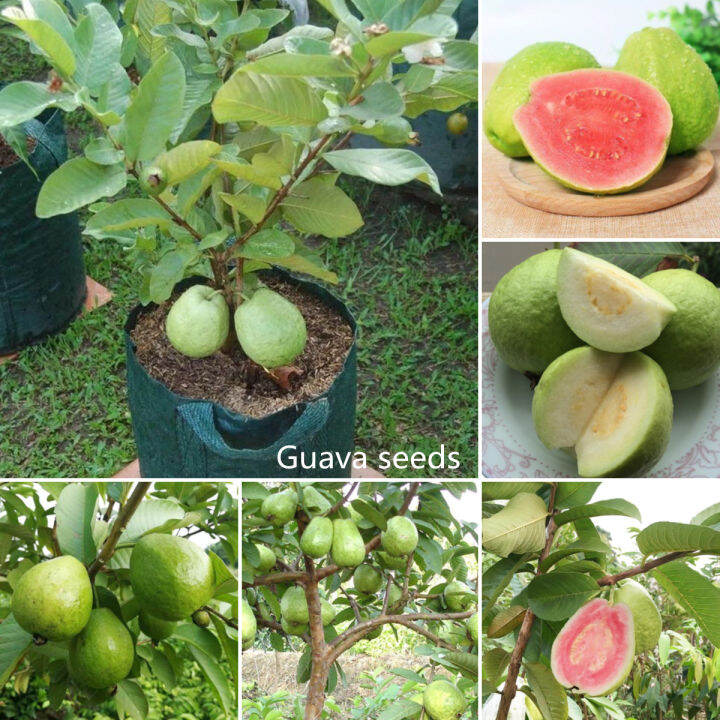 [Fast Grow] Ready Stock In Philippines Good Quality Guava Seeds for ...