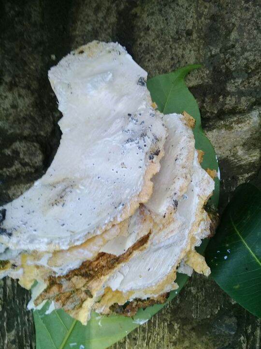 Kulit pohon pule . pulai segar 1 KILO | Lazada Indonesia