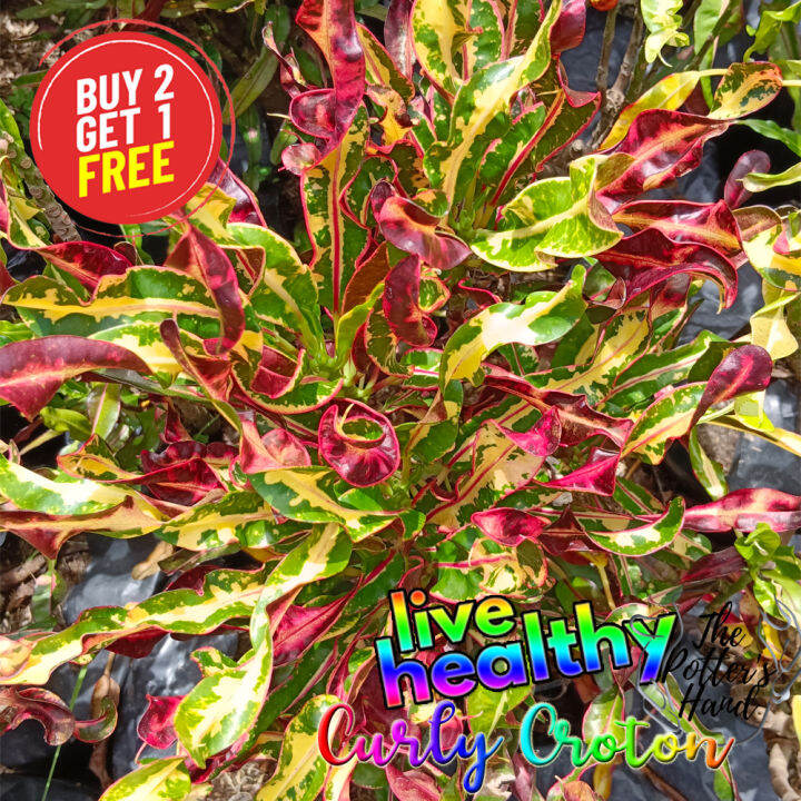 Curly Croton San Francisco Healthy Live Plant | Lazada PH