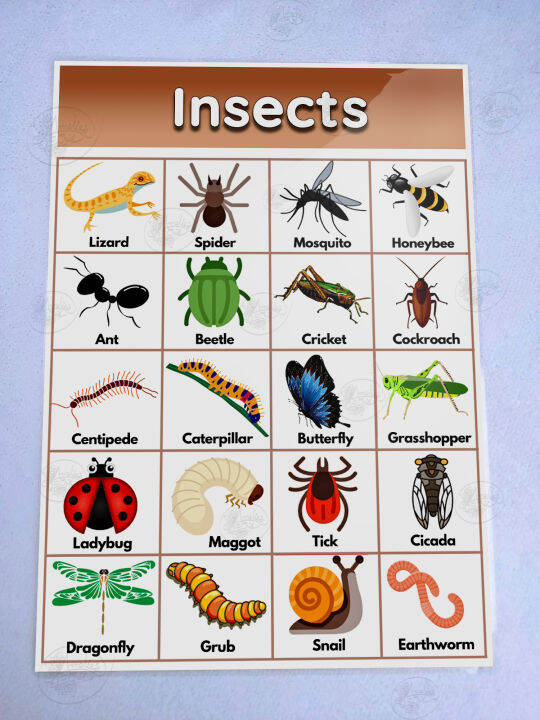 Insects Laminated Educational Chart (A4) Mga Insekto Wall charts for ...