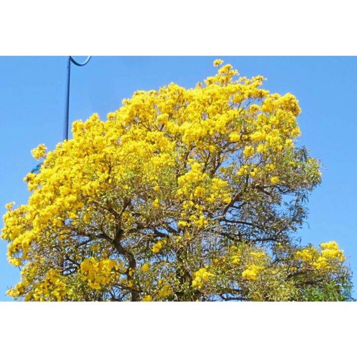 Golden Trumpet Tree Seeds Easy plant soil like Lily, Petunia ...