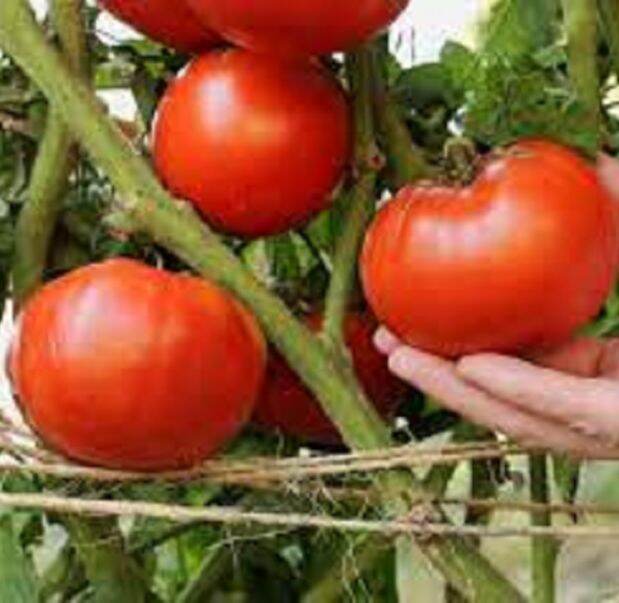 BEEFSTEAK TOMATO SEED`S HYBRID (AMERICAN TOMATO) | Lazada PH