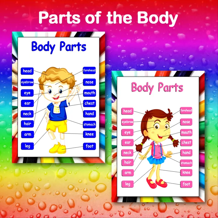 Body parts wall chart educational poster laminated a 4 size | Lazada PH