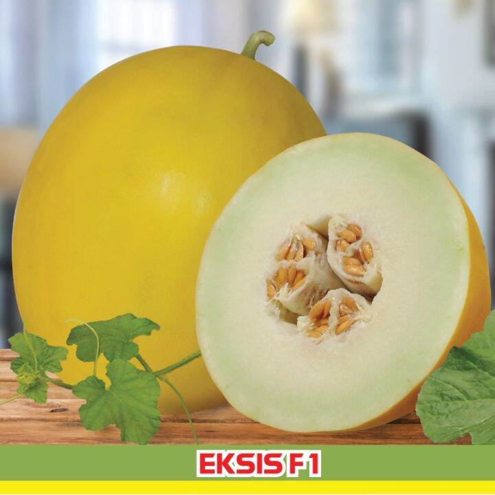 ISI PAKET : 2 Benih Melon Golden F1 Hibrida Eksis Bibit Buah Melon ...