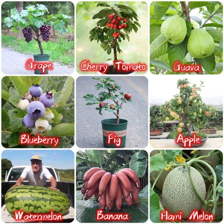 Philippines 100% Original Sweet Fruit Dwarf Tree Seeds for Planting ...