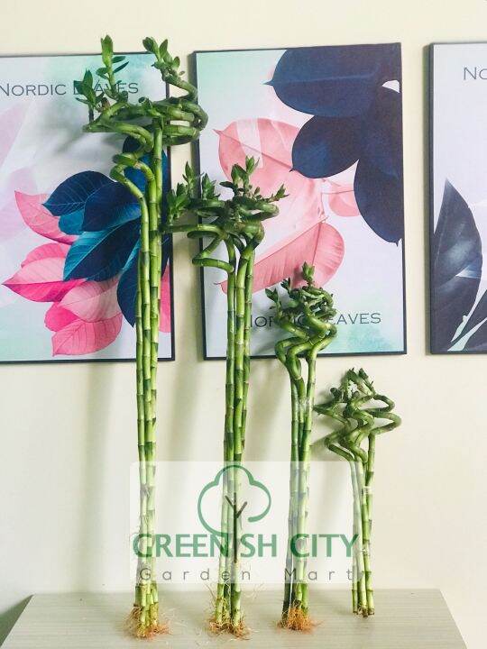 GNC - (10pcs/order) Live Plant Curly Bamboo Straight Lucky Bamboo CNY ...