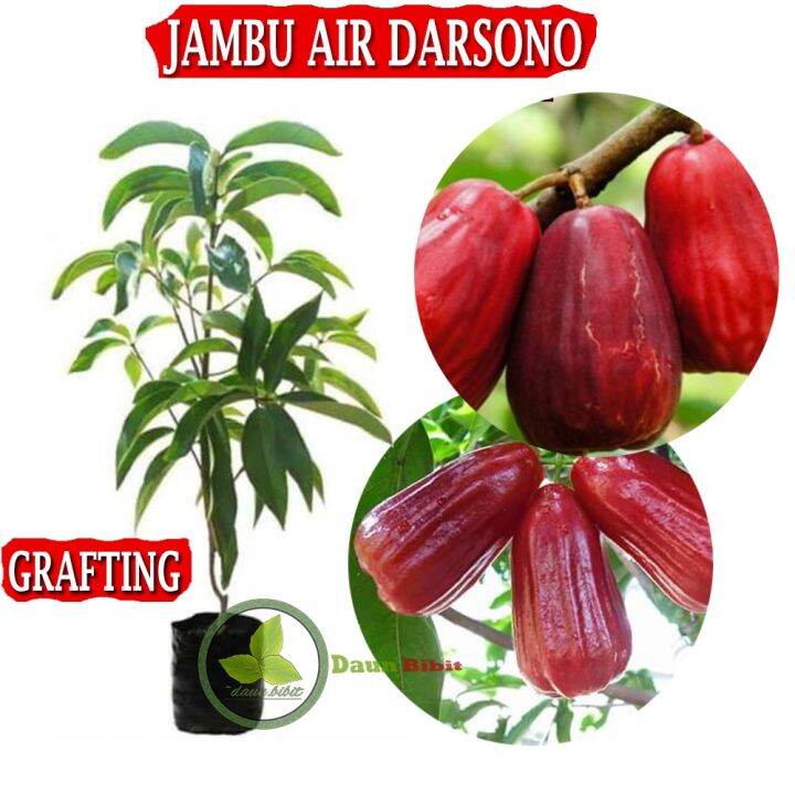Tanaman Bibit Buah Jambu JAMAIKA Darsono jumbo Super unggul cepat berbuah bisa tanam dalam pot ...