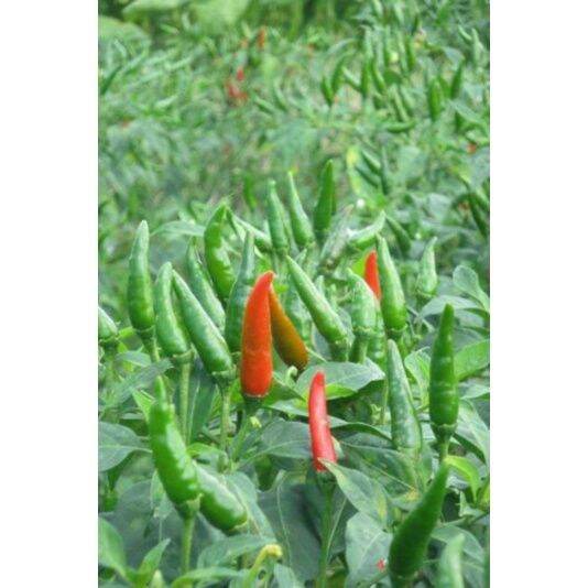 Anak pokok cili burung, cili api, cili Kampung, cili Robin | Lazada