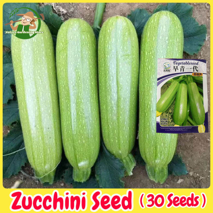 Zucchini Seeds for Planting (30 Seeds) - Summer Squash Seeds Bottle ...