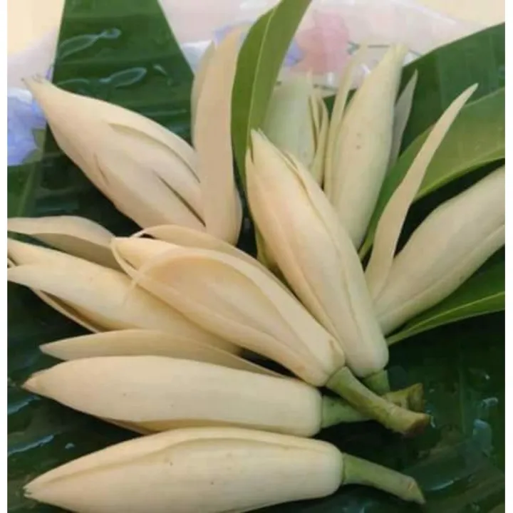 Bunga Kantil Putih / Kembang Kantil / Cempaka | Lazada Indonesia