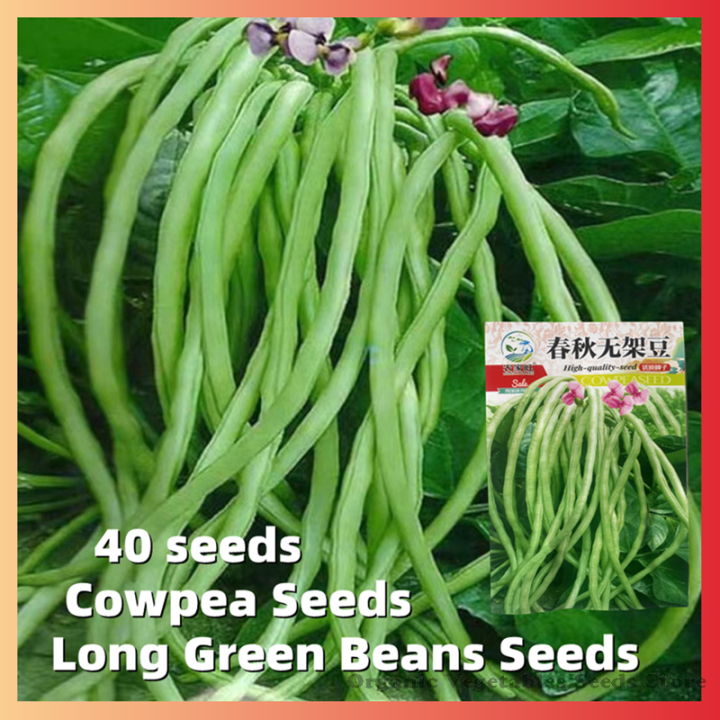 40 Seeds Dwarf Variety Long Bean Seeds for Sale Biji Benih Kacang ...