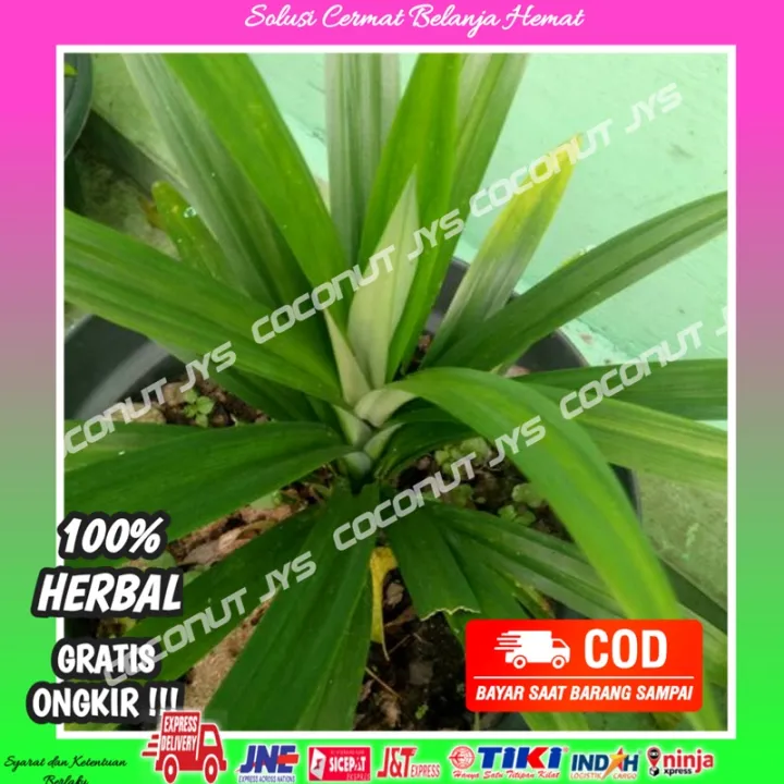 bibit tanaman daun pandan waingi-pohon pandan wangi-tanaman pandan ...