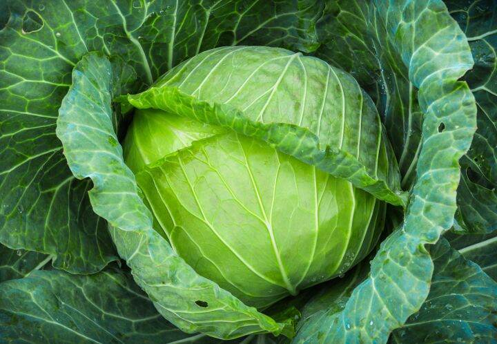 Cabbage Mighty Ball F1 seeds | Lazada PH